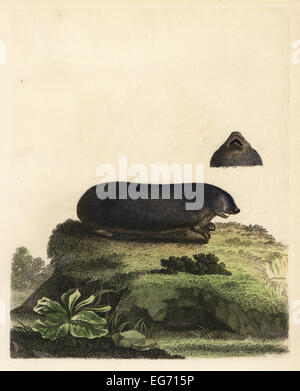 Cape golden mole, Chrysochloris asiatica, and European hedgehog ...