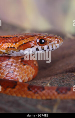 portrait of a beautiful corn snake Stock Photo - Alamy