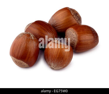 Forest hazelnuts in shell Stock Photo - Alamy