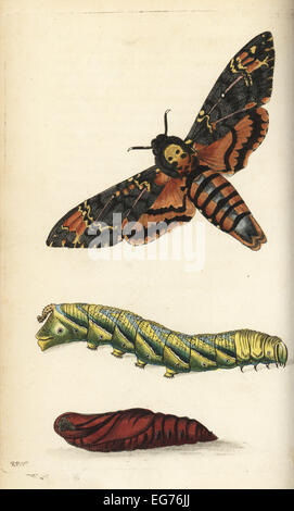 The death's-head hawkmoth (Acherontia atropos, Acherontia styx ...