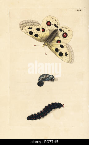 Parnassius apollo, Apollo, mountain Apollo butterfly Stock Photo - Alamy
