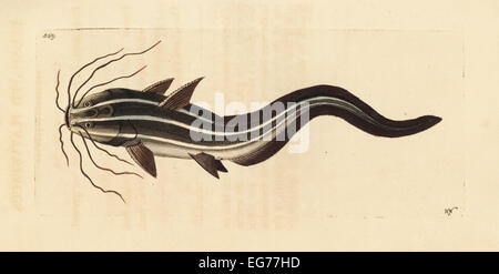 Striped eel catfish (Plotosus lineatus), free-view, coral reef, Negros ...