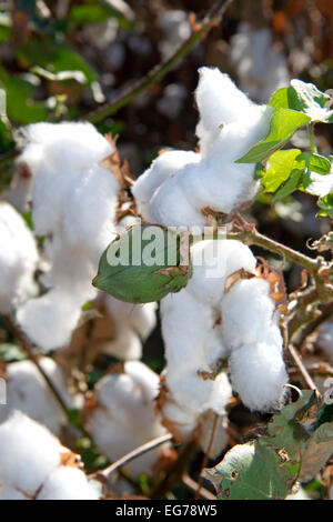 Cotton field near Phoenix, Arizona, USA Stock Photo - Alamy