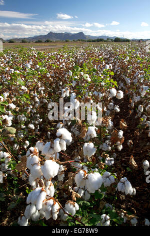 Cotton field in Arizona Stock Photo - Alamy