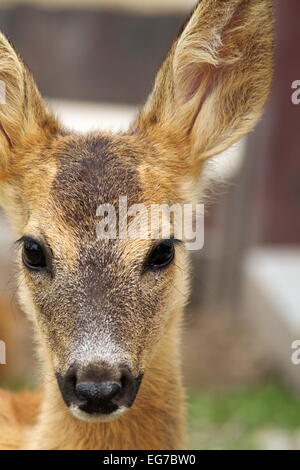 Baby roe deer (Capreolus capreolus) resting in grass on a sunny day in ...