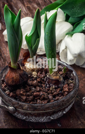 sprouted bulbs on white background fresh cut tulips Stock Photo - Alamy