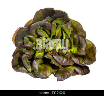 Salanova lettuce leaf salad sala nova fresh green health healthy sale ...