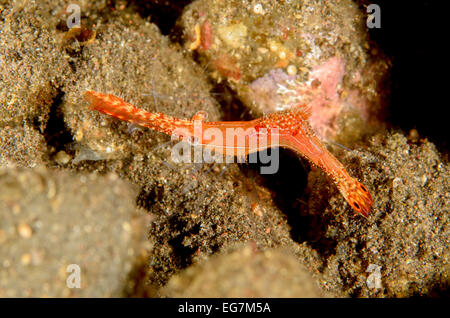 Donald Duck shrimp, Leander plumosus, living in a hydroid. Tulamben ...