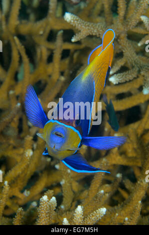 Majestic Angelfish, Pomacanthus navarcus, at Menjangan, Bali, Indonesia ...