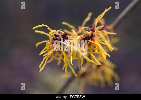 Branch of Hamamelis x intermedia Vesna flowers in winter Stock Photo ...