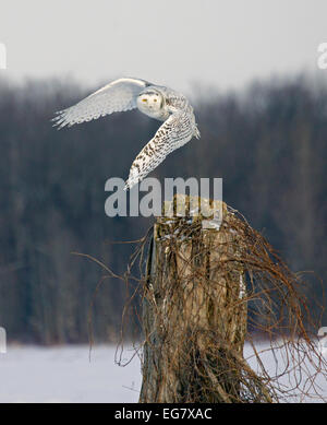 Snowy Owl Taking Off Stock Photo - Alamy