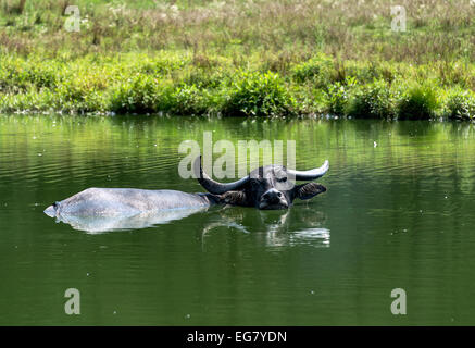 water buffalo, water buffalos Stock Photo - Alamy