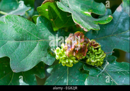 Close up of an acorn deformed by the Knopper Oak Gall Wasp (andricus ...