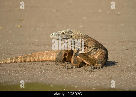 Komodo dragon (Varanus komodoensis) Rinca Island, Indonesia Stock Photo ...