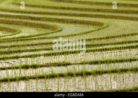 Asian rice (Oryza sativa) growing in a botanical garden, Cornwall ...
