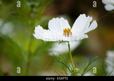 Cosmos bipinnatus 'purity white' close up Stock Photo - Alamy