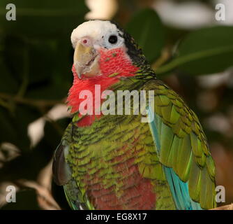 Cuban Amazon Parrot, a.k.a. Rose-throated Parrot (Amazona leucocephala ...