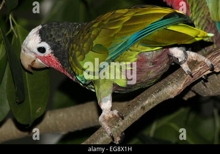 Cuban Amazon Parrot, a.k.a. Rose-throated Parrot (Amazona leucocephala ...
