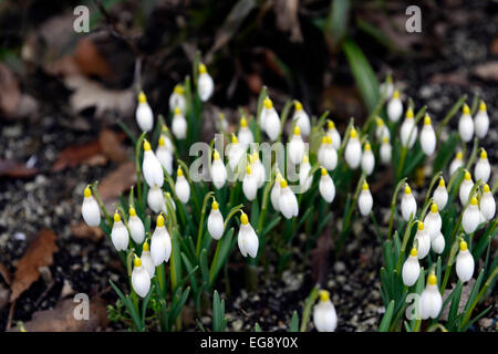 Galanthus nivalis Sandersii, Lutescens, yellow, snowdrops, snowdrop ...