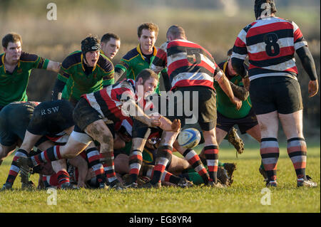 Rugby, scrum half in action Stock Photo - Alamy