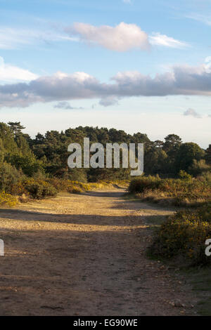 Scots Pine Wood Trees Canford Heath Poole Dorset England Stock Photo ...