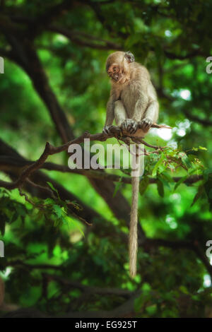 view of nice wild monkey natural tropical environment Stock Photo - Alamy