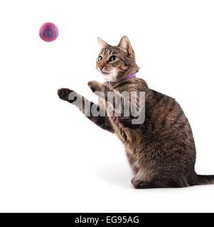 Tabby brown gray cat with beautiful green eyes and white hairy chin ...