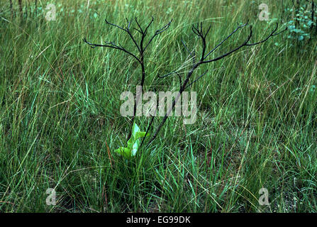 Regrowth, re-growth, nature regeneration, after a controlled forest ...