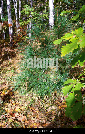 Fluffy oak with lush green leaves grows in city park surrounded by ...