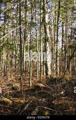 An autumnal old-growth taiga forest with colorful forest floor and ...
