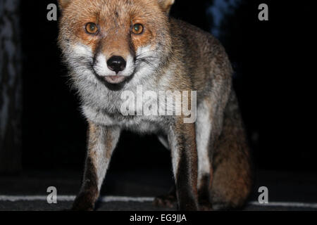 London Wildlife - Urban fox in South London Stock Photo - Alamy