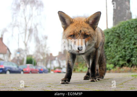 Close, wild urban UK red fox (Vulpes vulpes) isolated outdoors in ...
