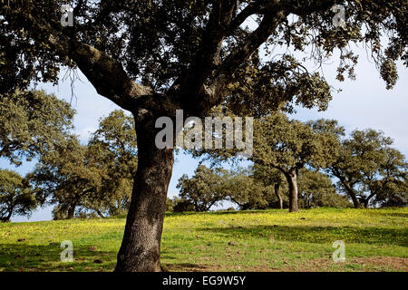 Holm oak forest Villanueva de Cordoba Andalusia Spain encinar en ...