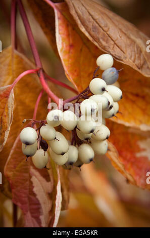 Snowberry shrub with white poisonous berries in autumn, also known as ...