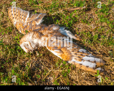 Dead Barn Owl / accident victim - France Stock Photo - Alamy