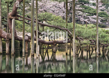 Karasaki no Matsu, a Japanese black pine (pinus thunbergii) planted in ...