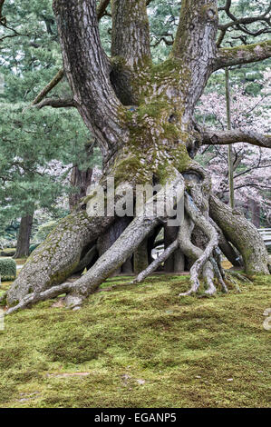 Neagari-no-matsu (Raised Roots Pine), a 'landmark tree' in the garden ...