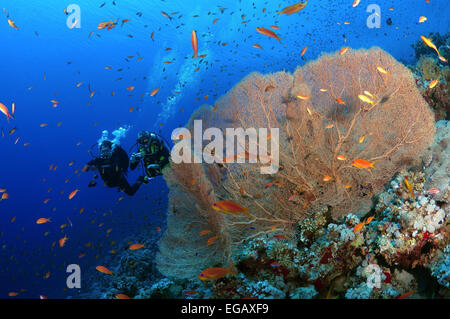 Reefs of Ras Muhammad National Park, Sinai, Egypt Stock Photo - Alamy
