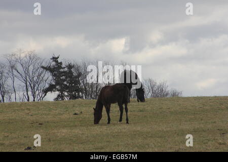 Horses grazing on dry, short, grass on a hilly meadow on a snowless ...