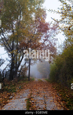 Autumn morning in the forest - Poland Stock Photo - Alamy