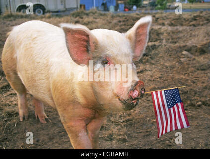 A large American yorkshire pig Stock Photo - Alamy
