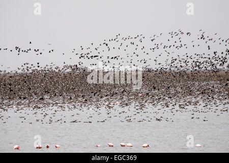 Wintering waterfowl flock at Djoudj National Park in Senegal River ...