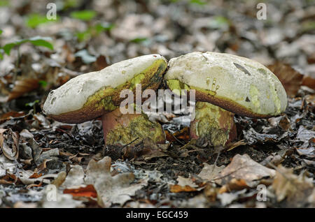 Devil Boletes (Boletus satanas), poisonous, Westhalten, Alsace, France ...
