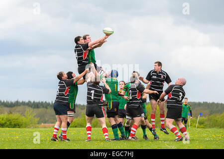 Rugby line out, players in action Stock Photo - Alamy