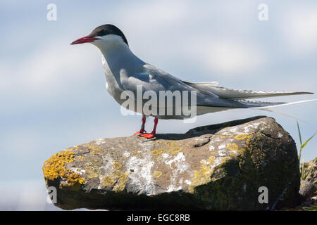 The Arctic tern (Sterna paradisaea), renowned for undertaking the ...