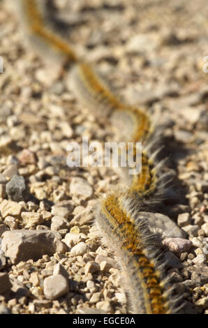 Line of Pine Processionary Caterpillars in Spain Stock Photo - Alamy
