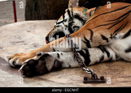 Tired Tiger chained up for "Tourist Pictures" Pattaya, Thailand Stock ...