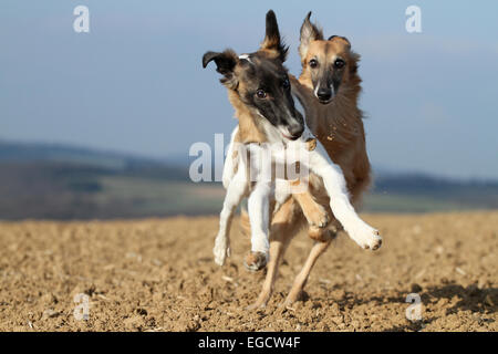 Silken Windsprite dogs, whippets, at play Stock Photo - Alamy