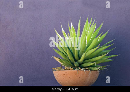Agave near Stucco wall Stock Photo - Alamy