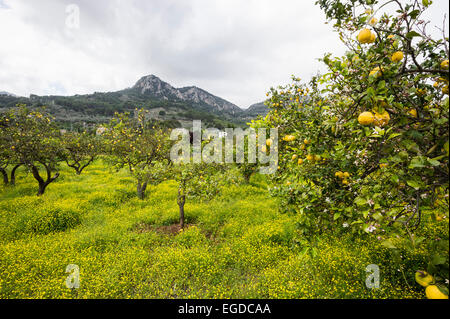 Lemon trees in a grove, Soller, Majorca, Spain Stock Photo - Alamy